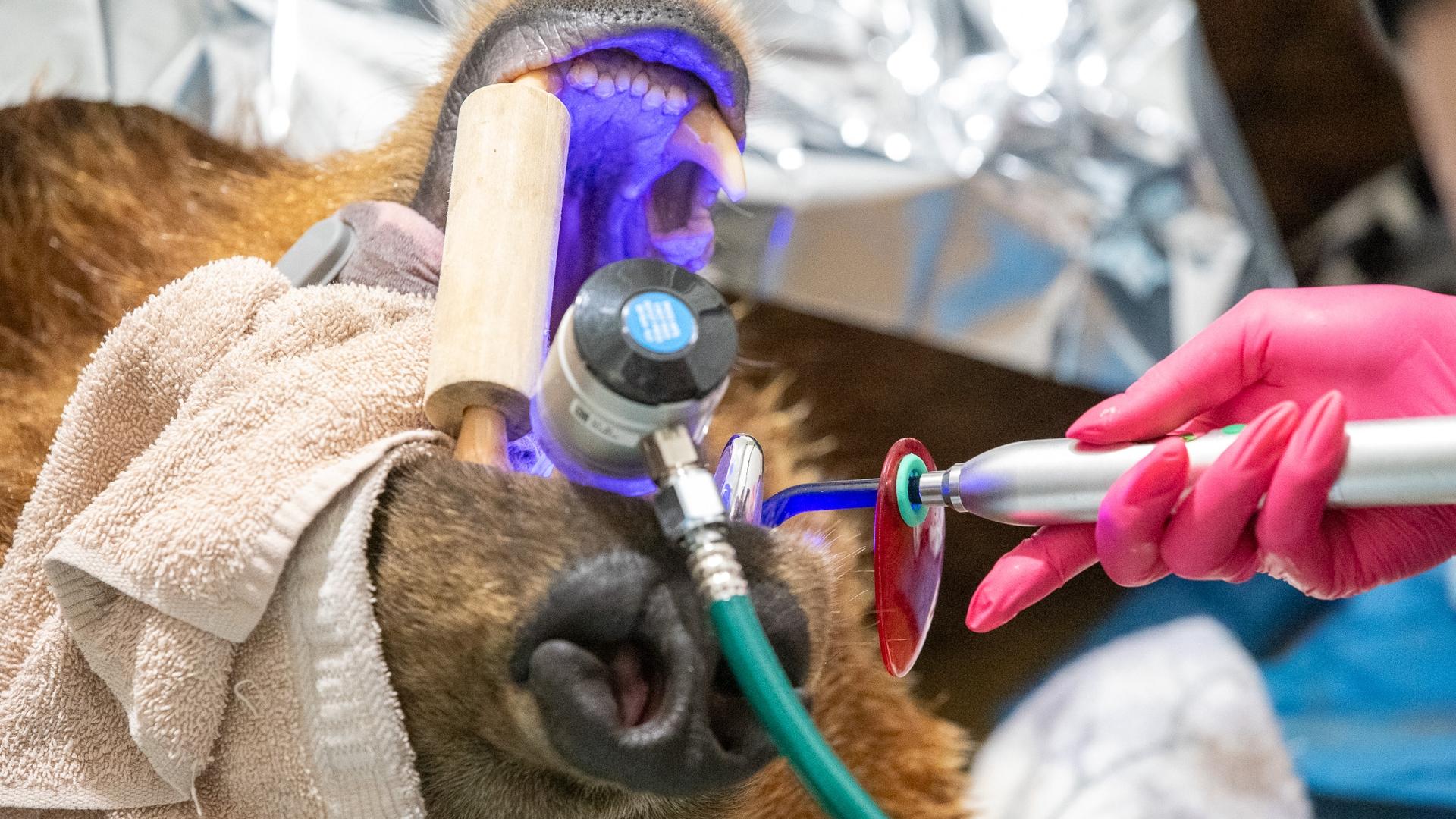Alaskan brown bear has a new shiny smile after getting a huge silver ...
