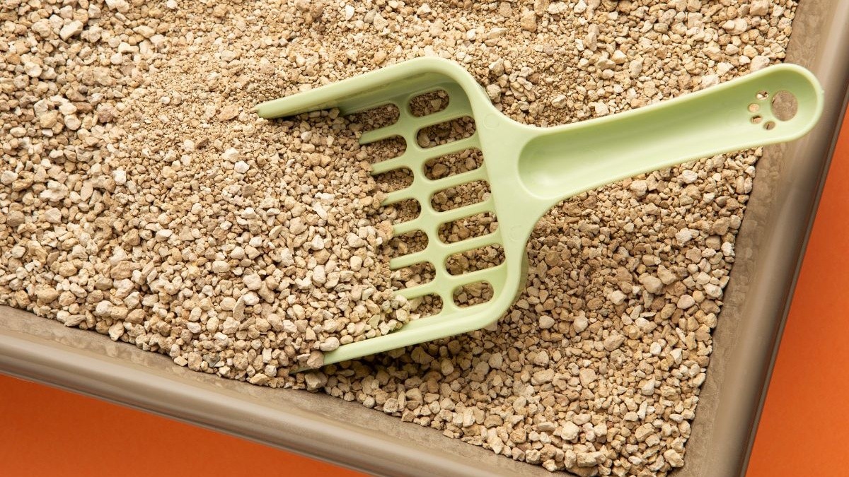 Discover how the perfect litter box spot boosts your cat's happiness