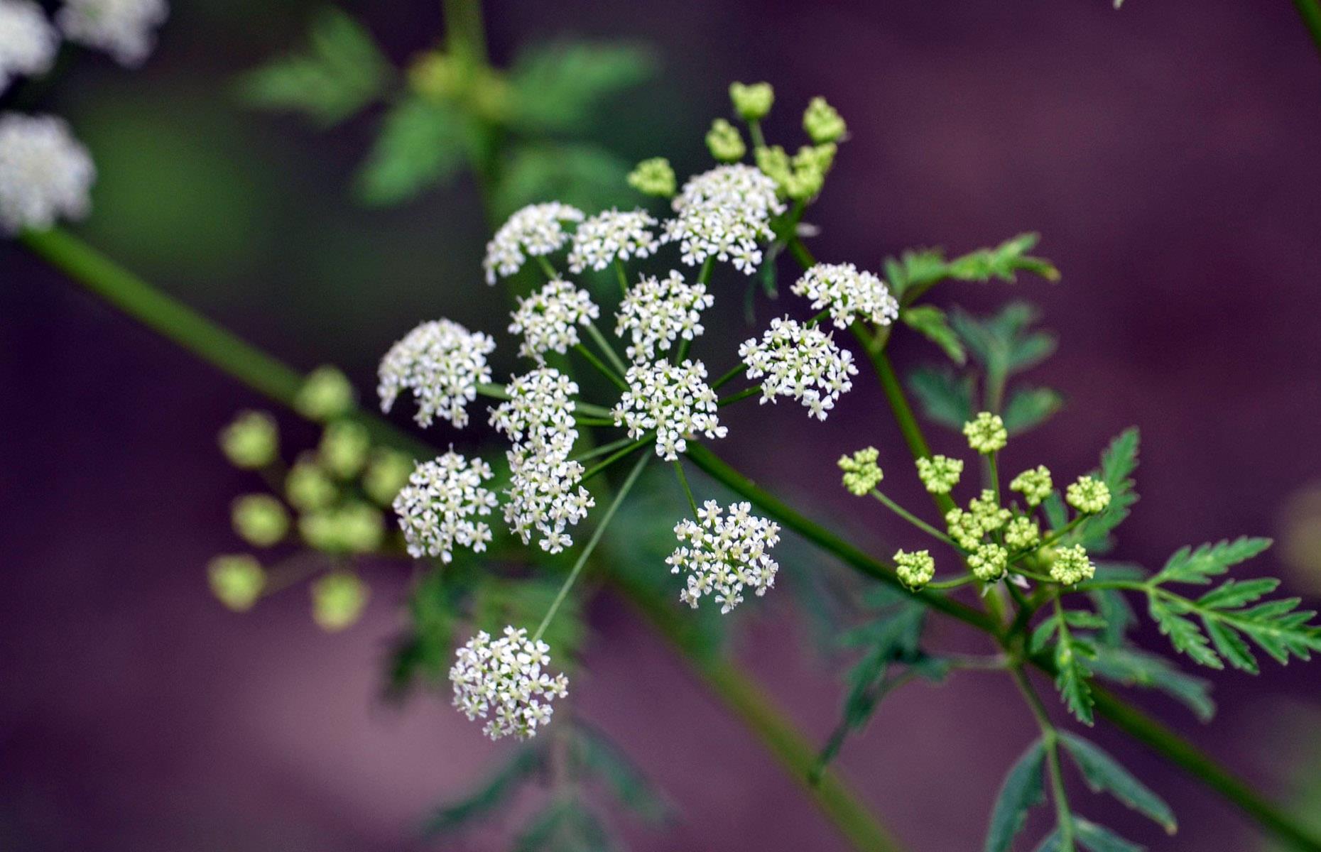 9 plants that can seriously damage your home, your health