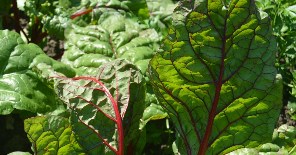10 Tips To Grow Giant Chard In Your Garden