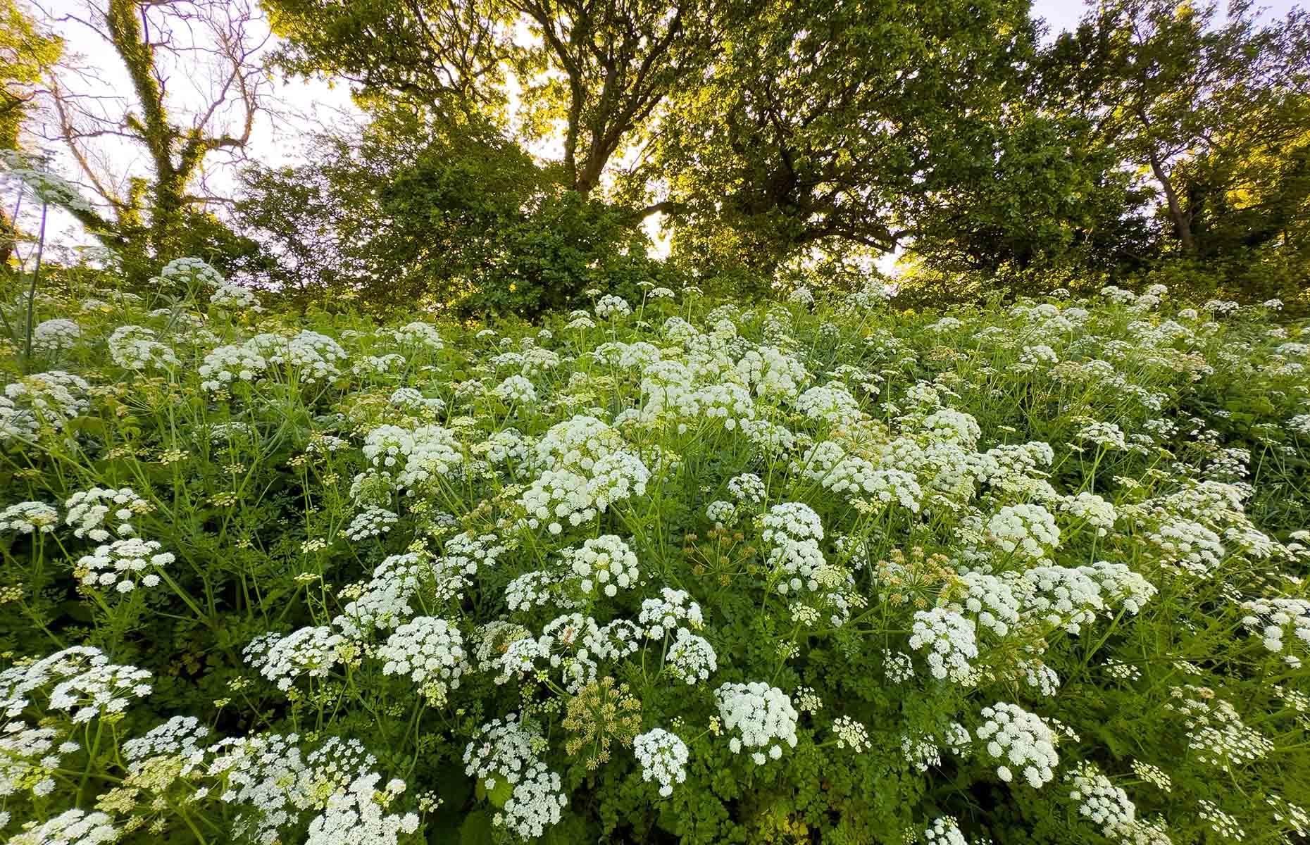 9 plants that can seriously damage your home, your health