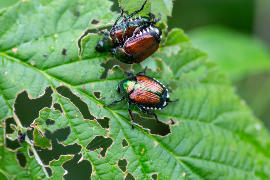 Green invasive beetles devour plants across Kansas