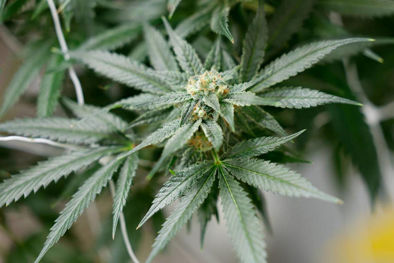 Smelling your neighbor's weed? Can you really call 911 in MS?