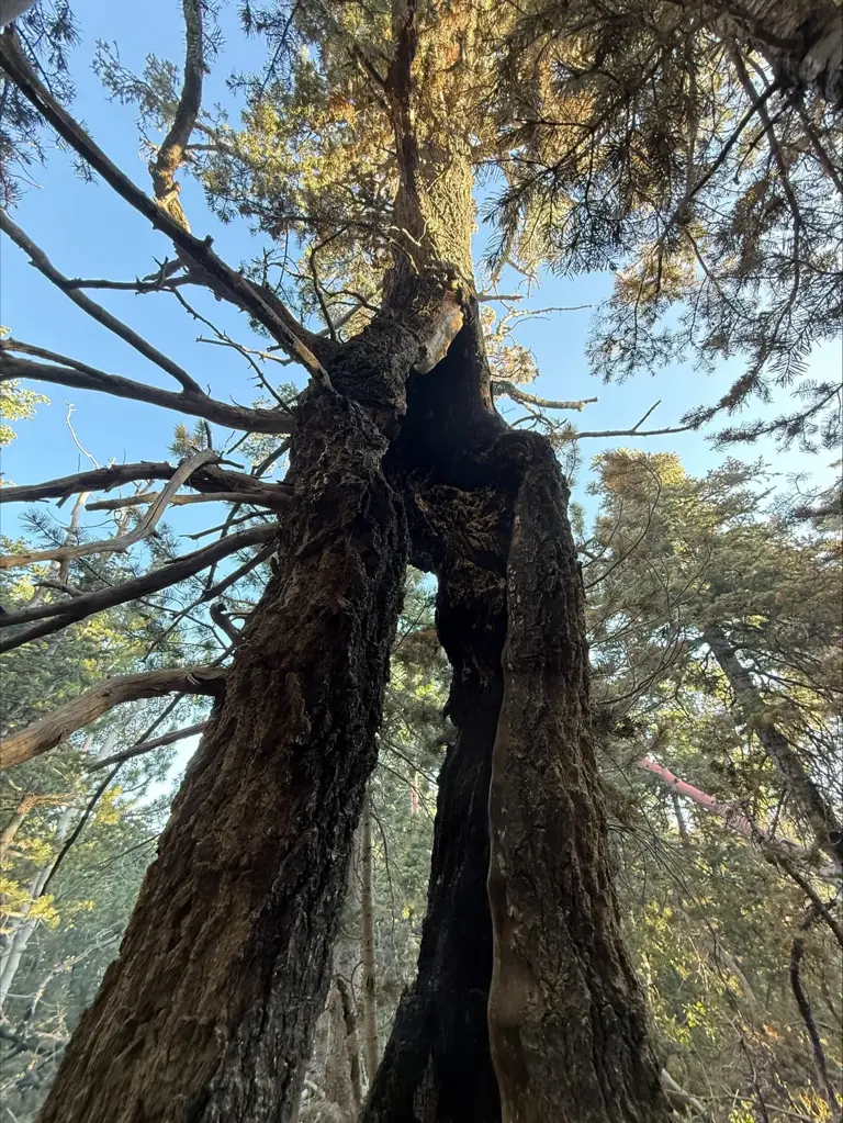 Lightning caused nearly 9,000-acre Forsyth Fire in Utah, officials say