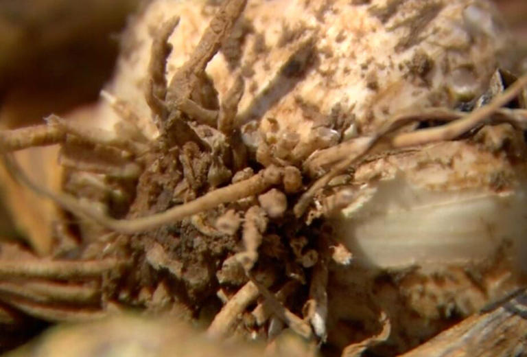 Garden Spot: Picking garlic