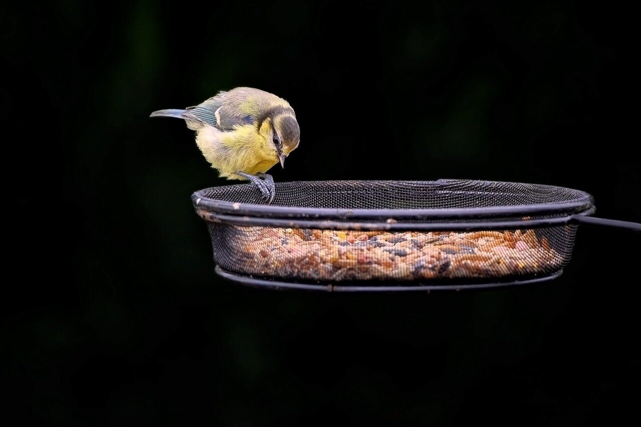 Is feeding birds and other wildlife a good thing or a bad thing?