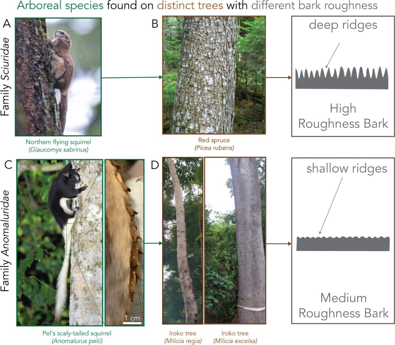 Experiment confirms spikes on scaly tailed squirrel's tail let it perch ...