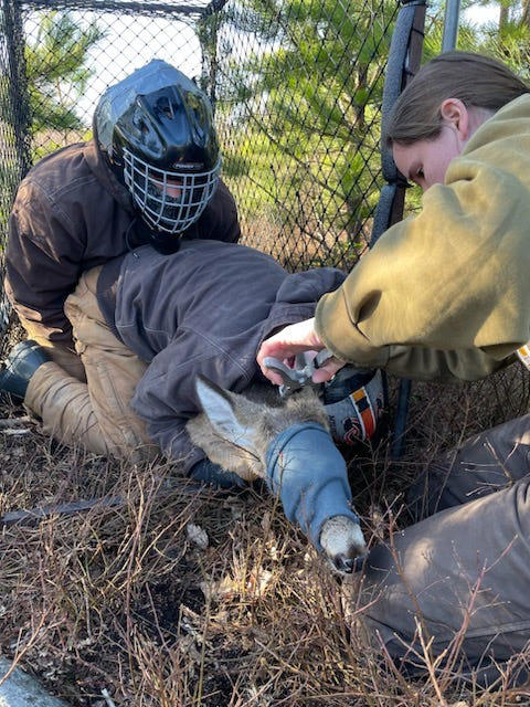 GPS collars on Pa. deer answer variety of questions on when, where deer ...