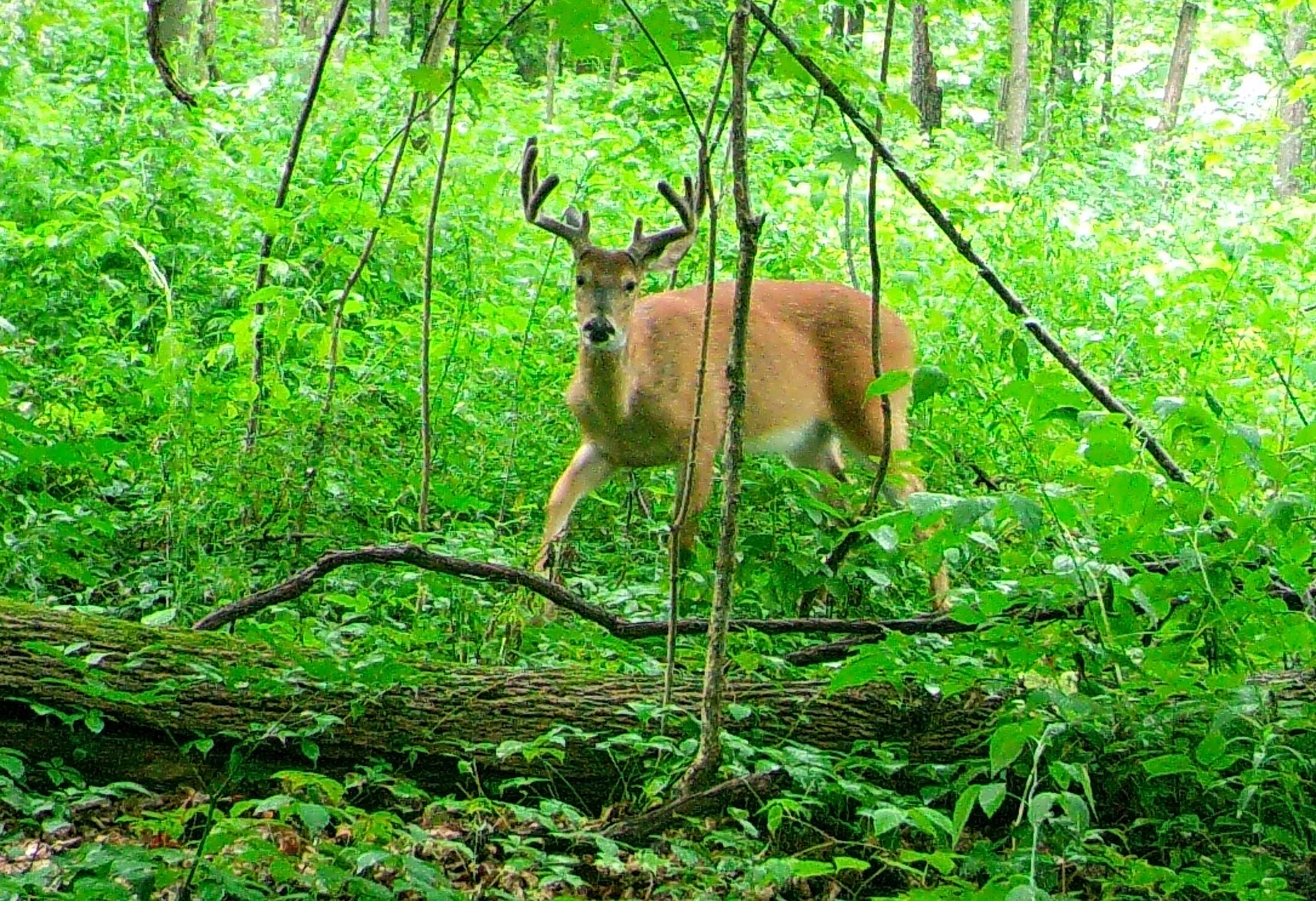 GPS collars on Pa. deer answer variety of questions on when, where deer ...