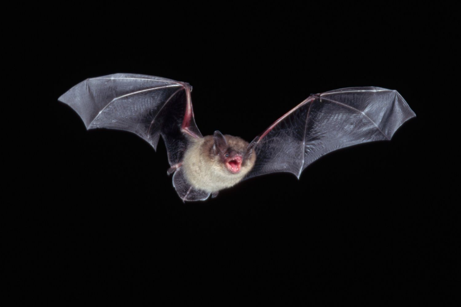 Bat Flies into a Woman's Mouth and Costs Her $20,000 in Medical Bills