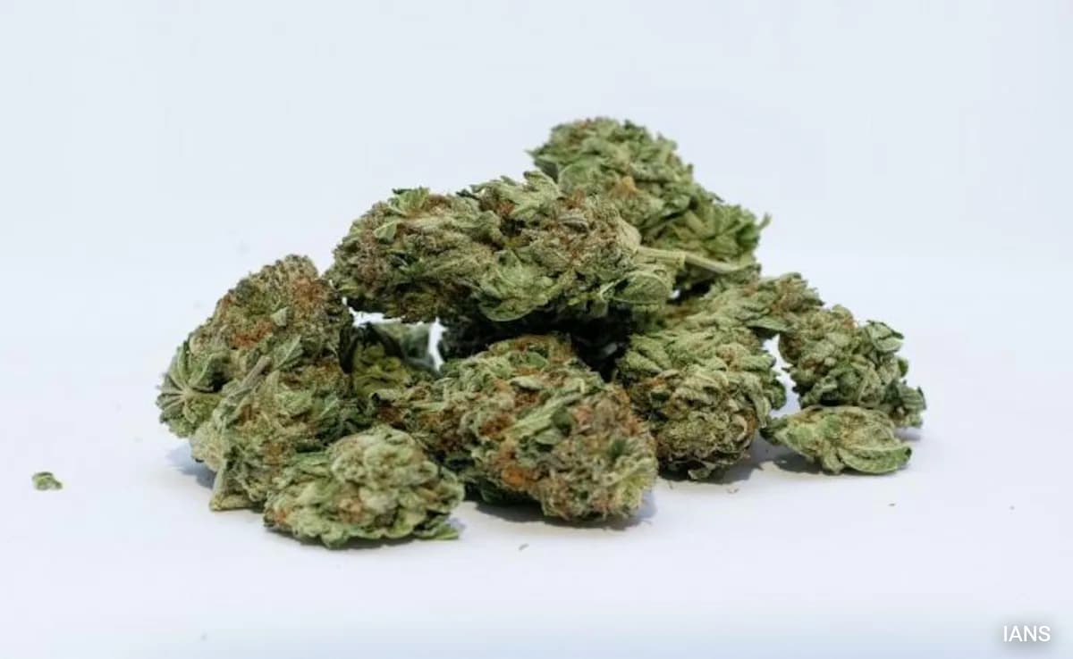 Hydroponic Cannabis Worth Rs 3.47 Crore Seized At Mumbai Airport, 2 ...