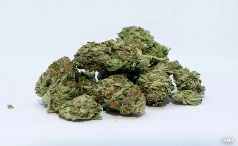 Hydroponic Weed Worth Rs 20 Crore Seized At Mumbai Airport; 3 Arrested