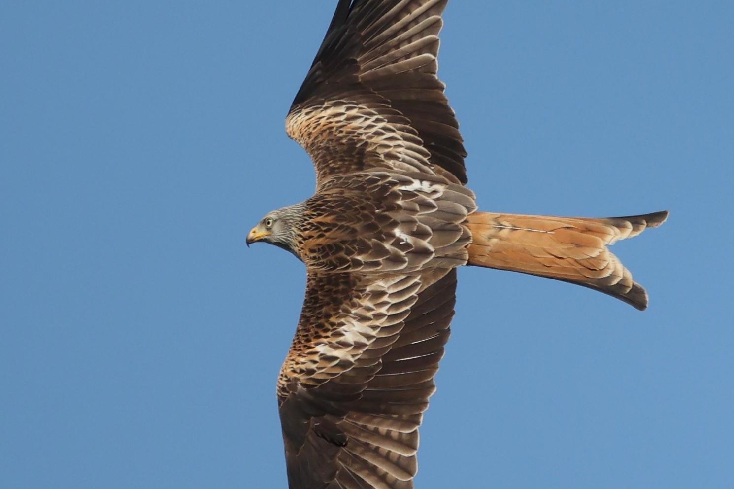 Investigation launched following fatal poisoning of Red Kite