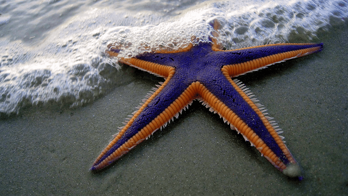 How Did The Starfish Become A Star? 500-Million-Year-Old Fossil Solves ...