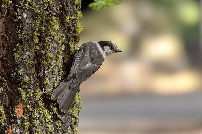 18 Gray Colored Birds That You Might See