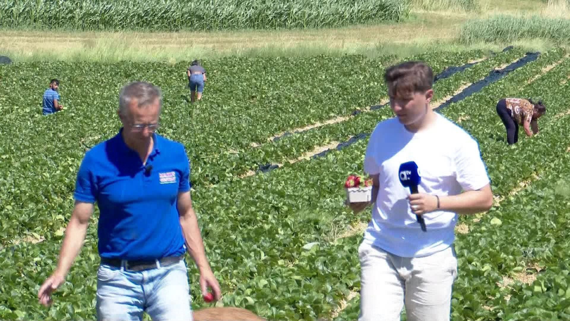 Erdbeer-Endspurt – Tipps zum Pflücken auf dem Feld