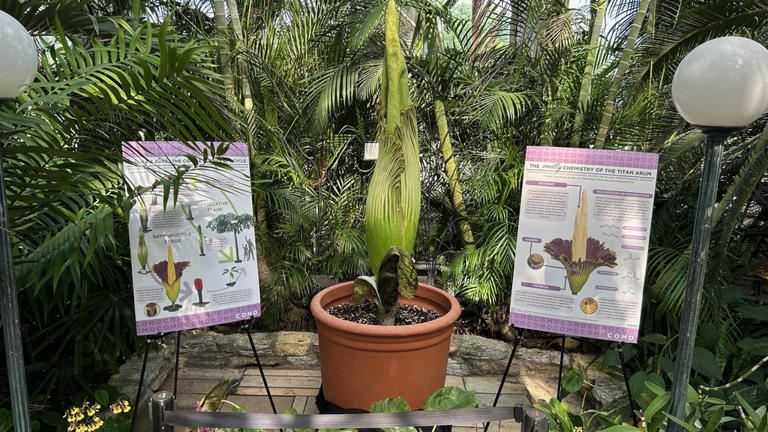 Rare corpse flower blooms at Como Zoo's conservatory, reeks of rotting ...