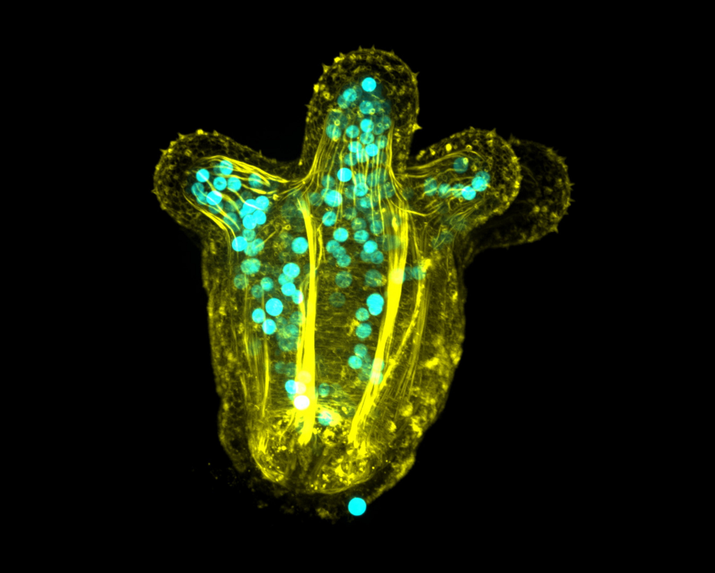 Scientists unveil state-of-the-art microscopic technologies