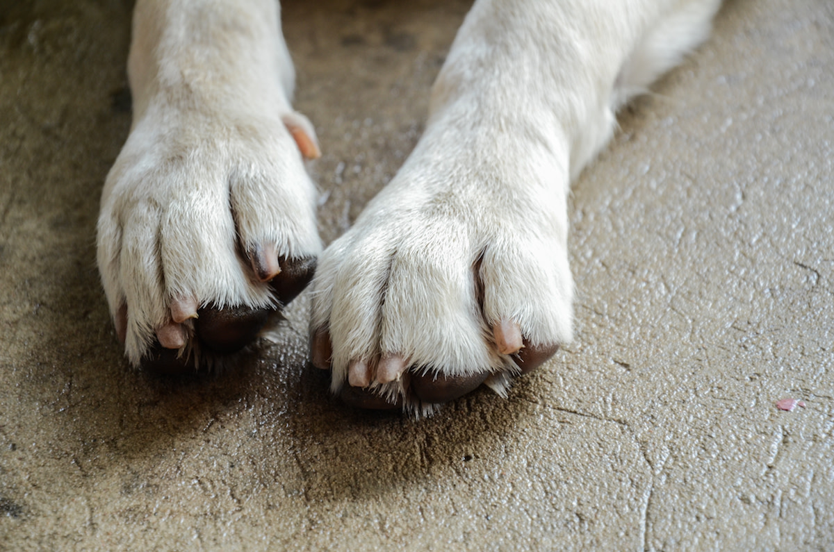 This Rare Dog Breed Could Go Extinct by 2050, and They’re Too Cute