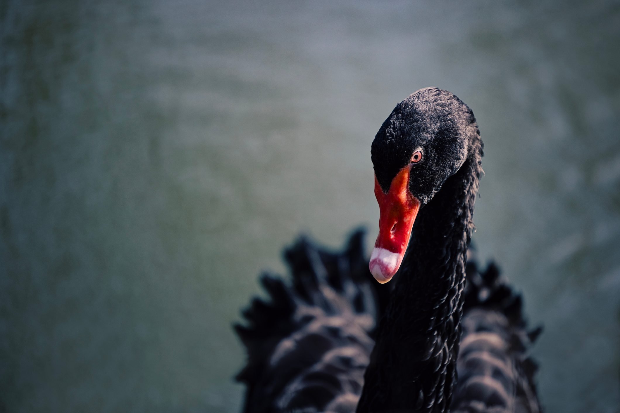 7 Fascinating Facts About Bird Movies