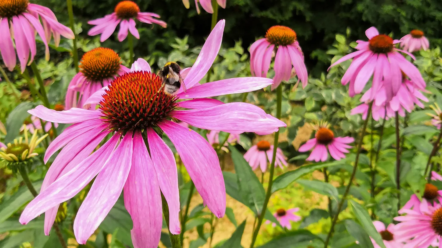 16 Pink Perennials That Brighten Any Garden Space