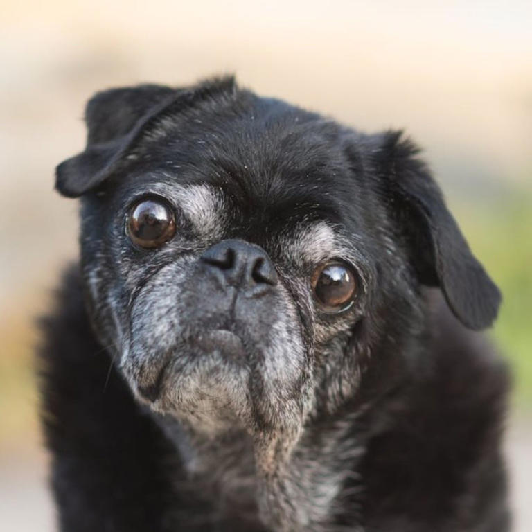 8 clear signs your dog may be losing its vision