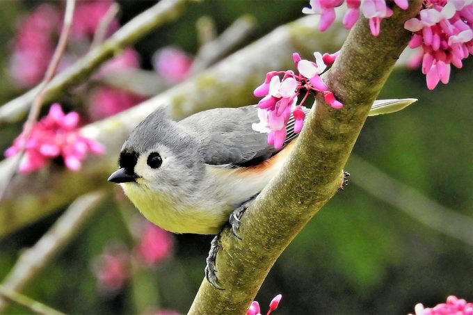 18 Gray Colored Birds That You Might See