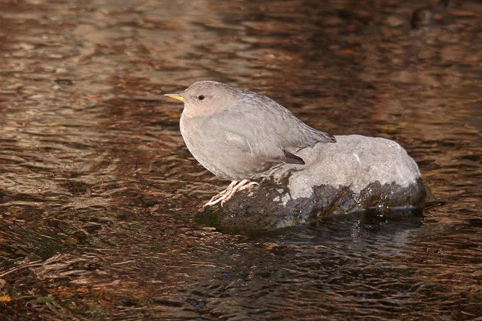 18 Gray Colored Birds That You Might See