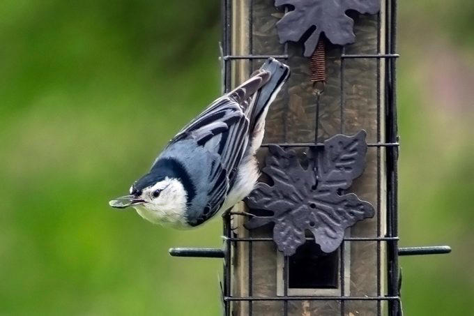 18 Gray Colored Birds That You Might See