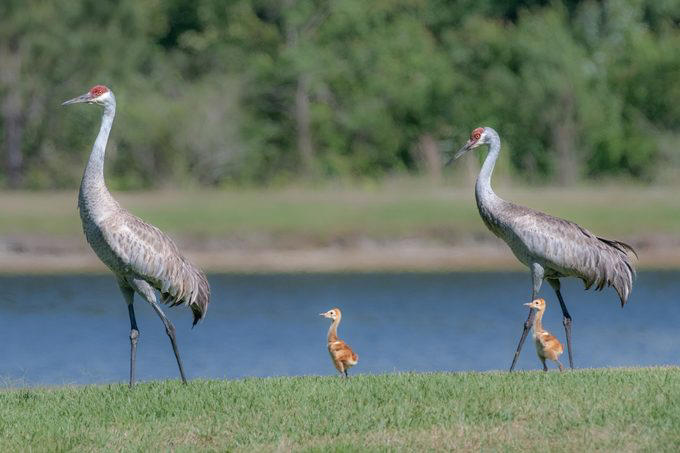 18 Gray Colored Birds That You Might See