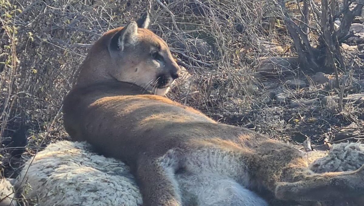 Puma ataca a un perro en Jacala; piden no agredir a felinos que habitan ...