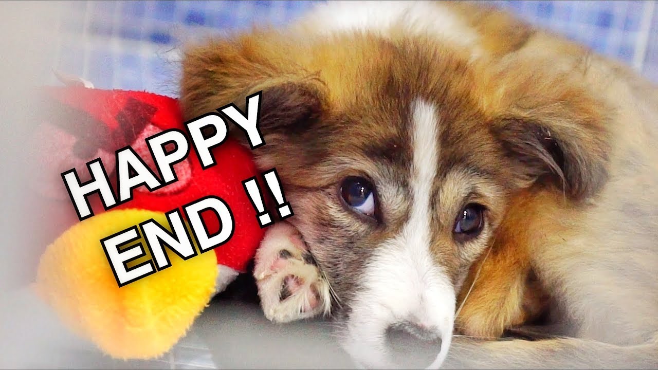Beautiful dog survives attack and finds a happy ending