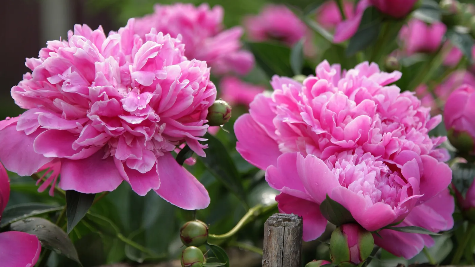 16 Pink Perennials That Brighten Any Garden Space