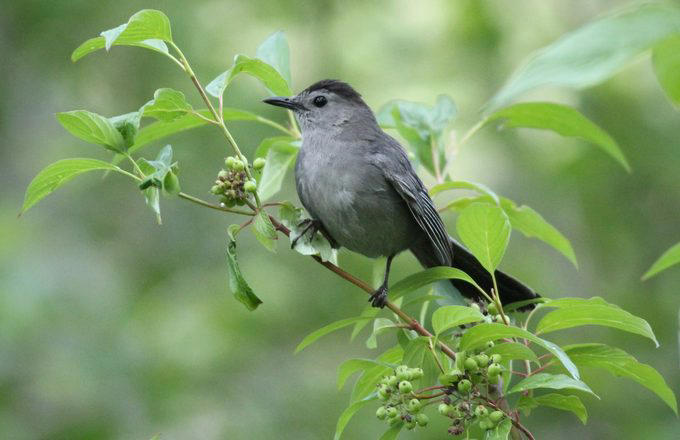 18 Gray Birds You Might See