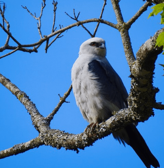 18 Gray Colored Birds That You Might See