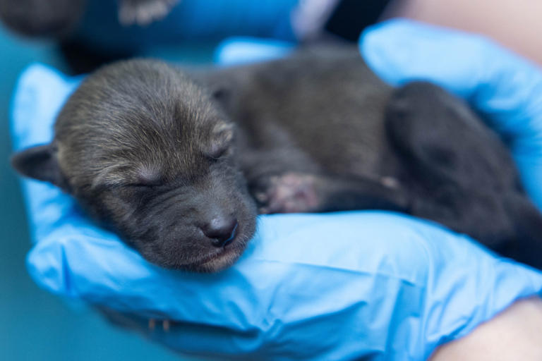 Zoo Knoxville wants you to name their new red wolf pups and bat-eared ...
