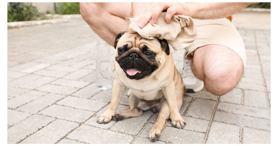 Dog dehydration warning signs every pet owner should know