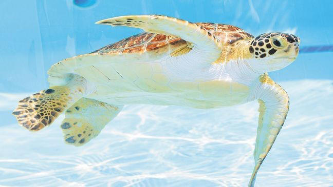 Loggerhead Marinelife Center tops USA Today list, beating iconic U.S ...