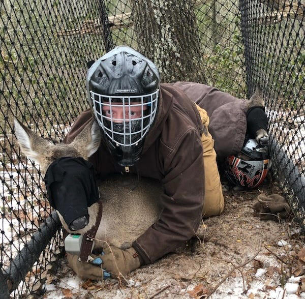 GPS collars on Pa. deer answer variety of questions on when, where deer ...