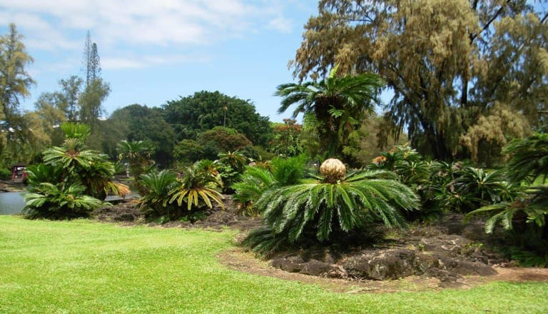 Cuidados, Plantación y Reproducción de la Cyca revoluta: La guía ...