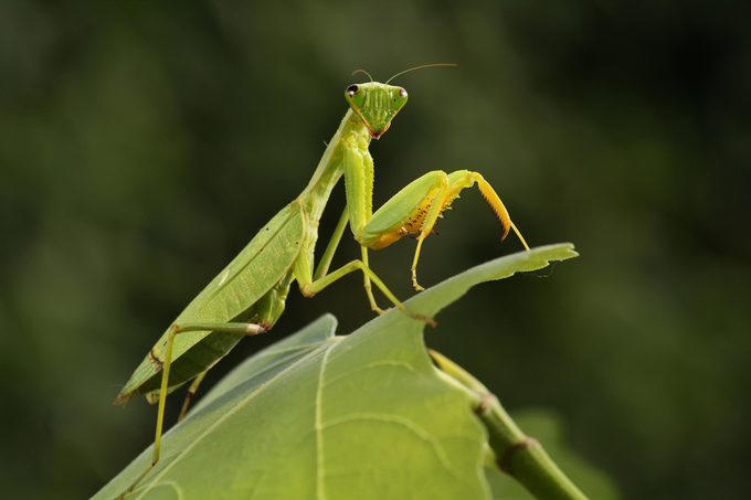 13 Bizarre Bug Facts That Will Totally Freak You Out