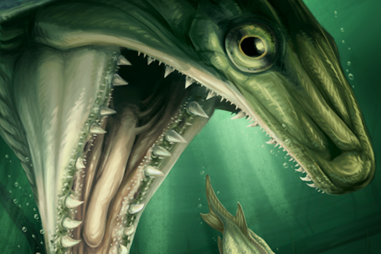 Descubren nueva especie de pez por el hallazgo casual de un fósil de ...