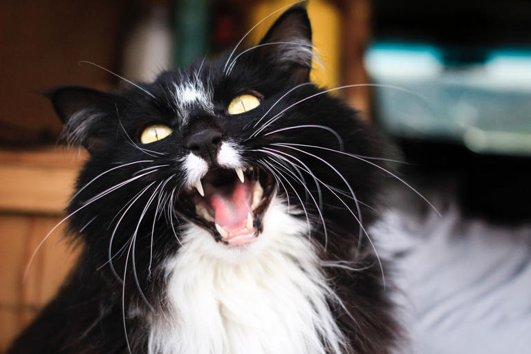 Reverse Tuxedo Oriental Shorthair Has a Whole Mustache Situation and ...