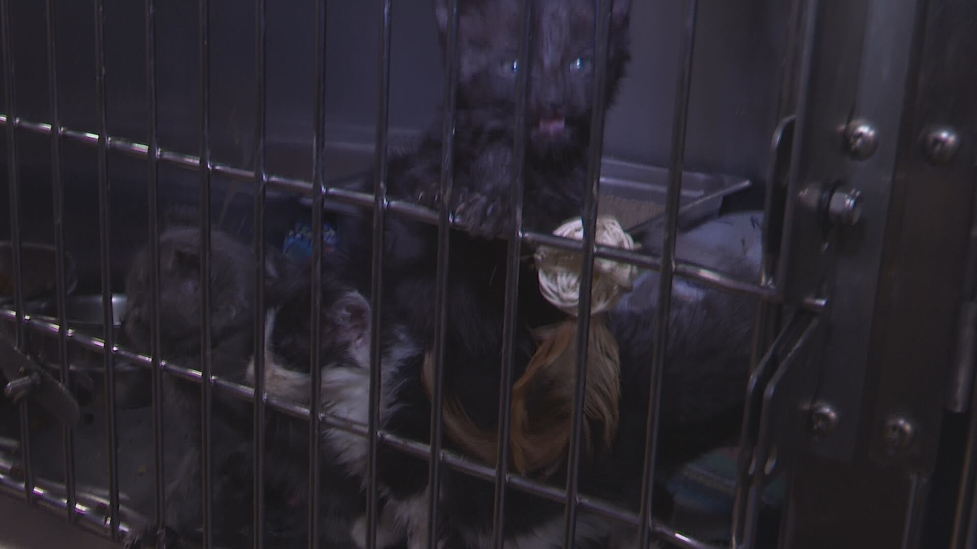 How one shelter stepped in after owner had to surrender 70 cats