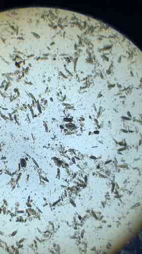 Biology Under the Microscope: Stunning Secrets Revealed
