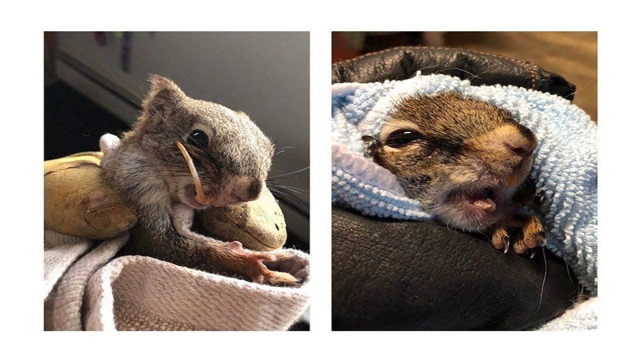 Meet the sabre toothed squirrel whose life was saved by an amateur dentist