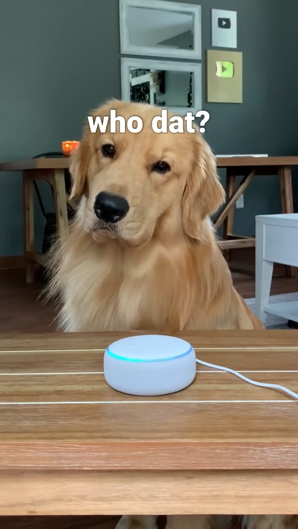 Funny Golden Retriever Reacts to Alexa – Tucker vs. the Talking Robot!