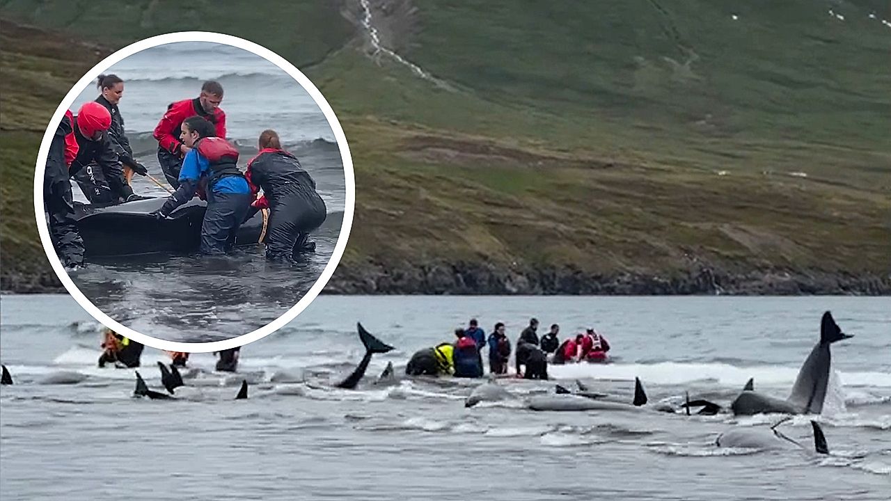 Over 60 pilot whales rescued after mass stranding on Icelandic beach
