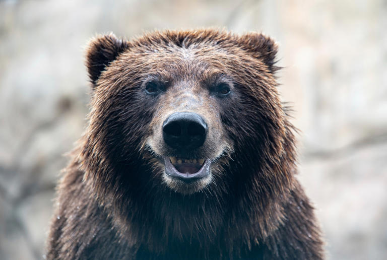 An Alaska brown bear has a new shiny smile after getting a huge metal ...