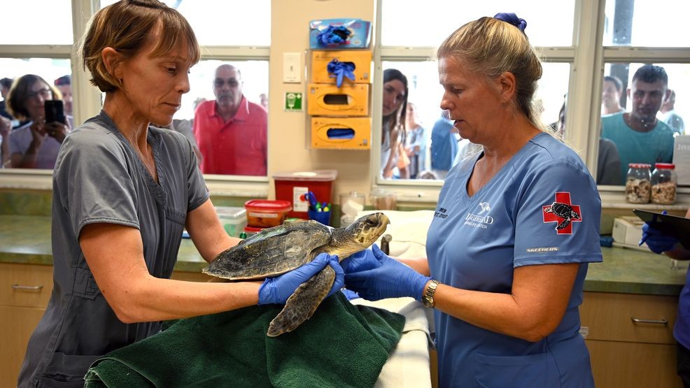 Loggerhead Marinelife Center tops USA Today list, beating iconic U.S ...
